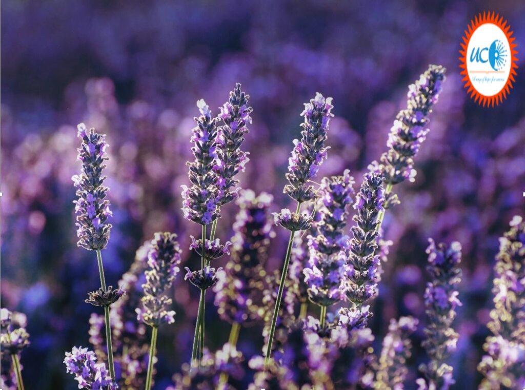 Purple Revolution - Universal Group Of Institutions