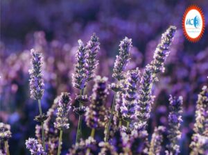 Purple Revolution - Universal Group Of Institutions