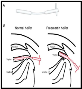 FREEMARTINS: NATURE'S ANOMALIES IN CATTLE - Universal Group Of Institutions