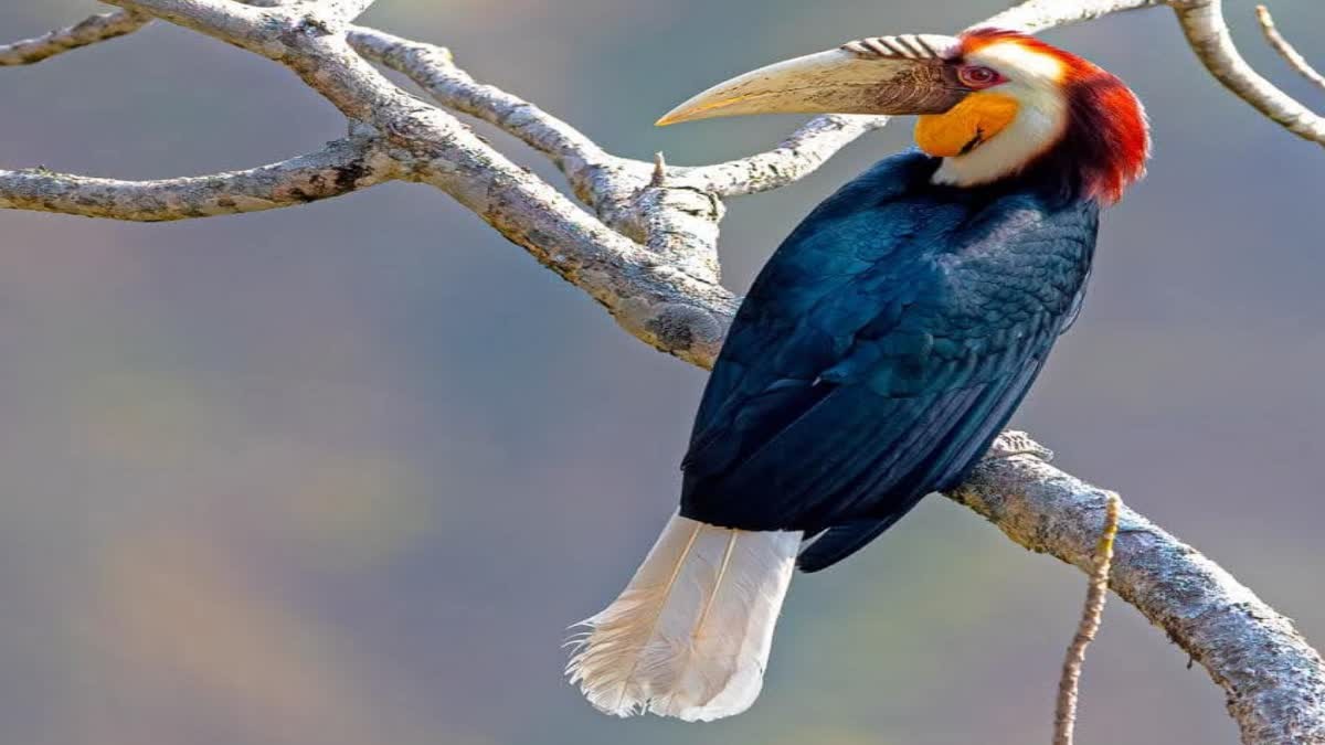 Great Hornbill Spotted: A Rare Wildlife Event