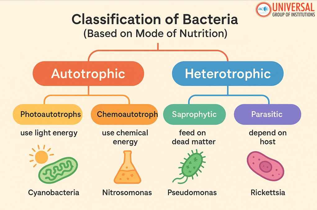 Classification of Bacteria Nutrition Types Explained