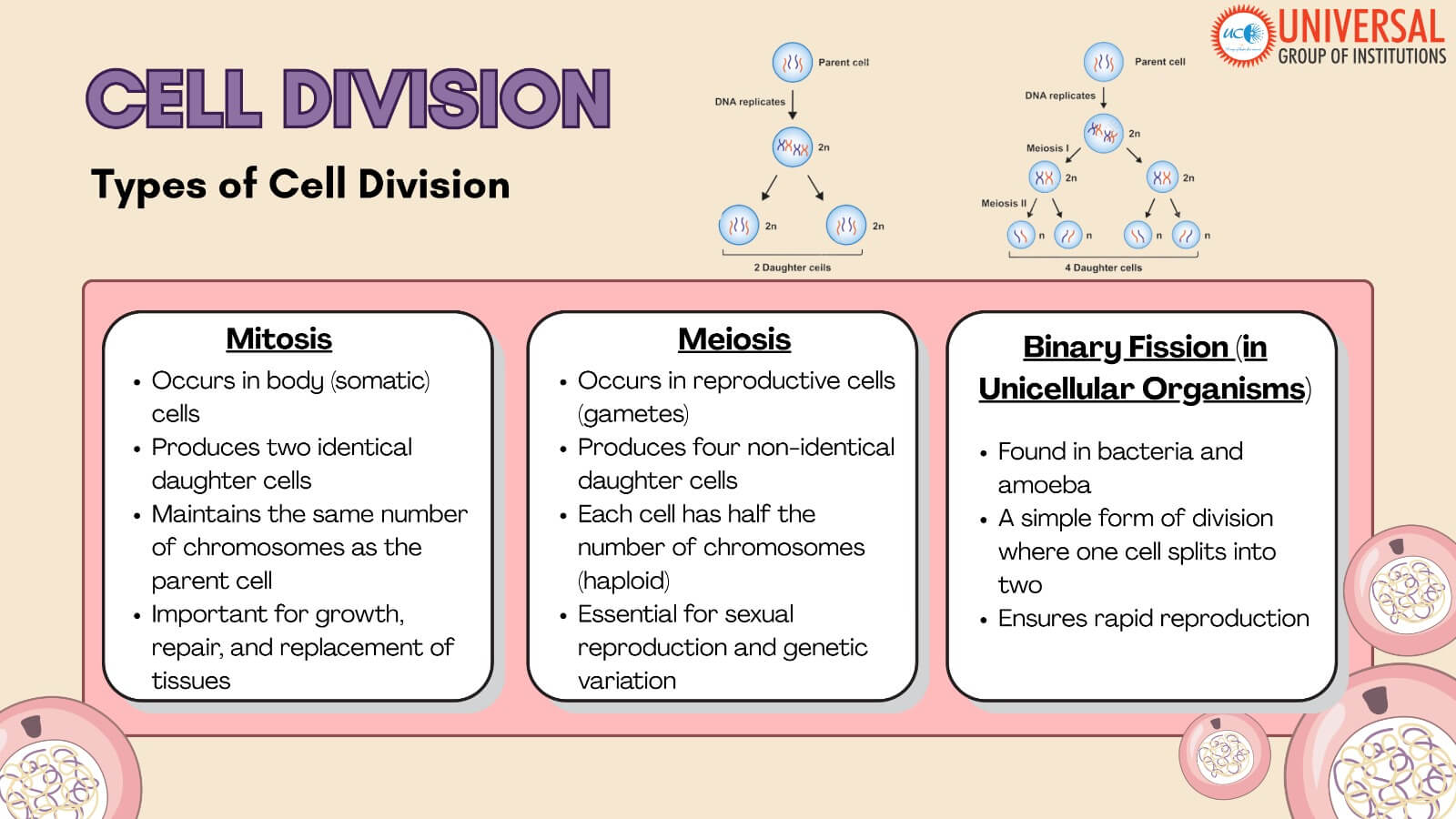 Cell Division Types UPSC: Mitosis and Meiosis