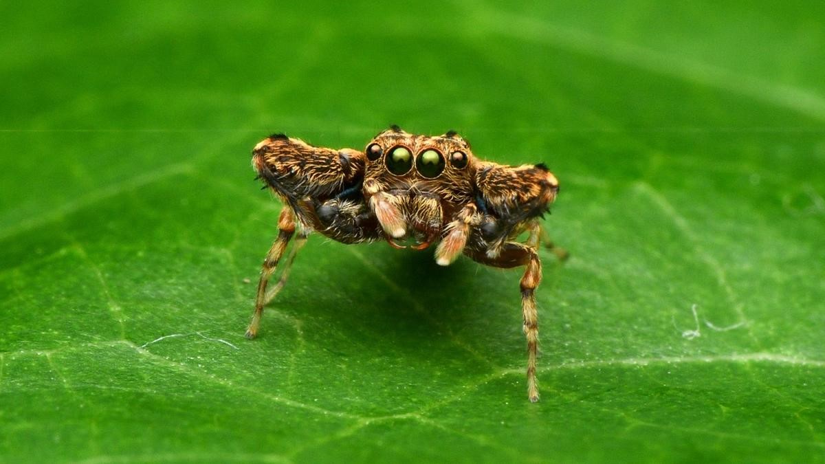 Jumping Spider Species Karnataka Discovered in 123 Years